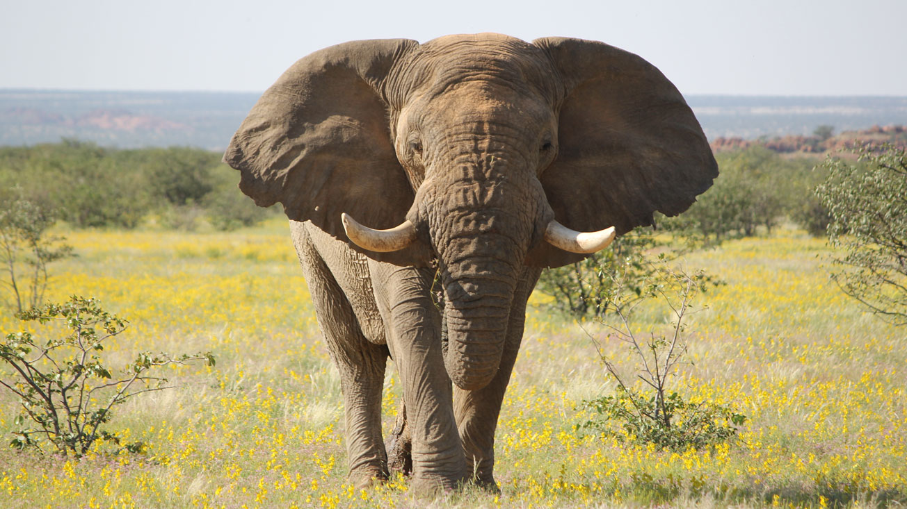 Freiwilligenarbeit Namibia & Arbeiten mit Elefanten | TravelWorks